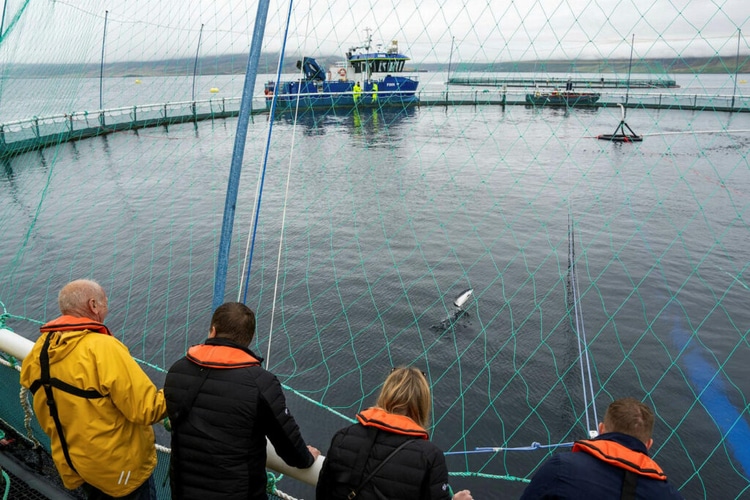 Kaldvík | Investors